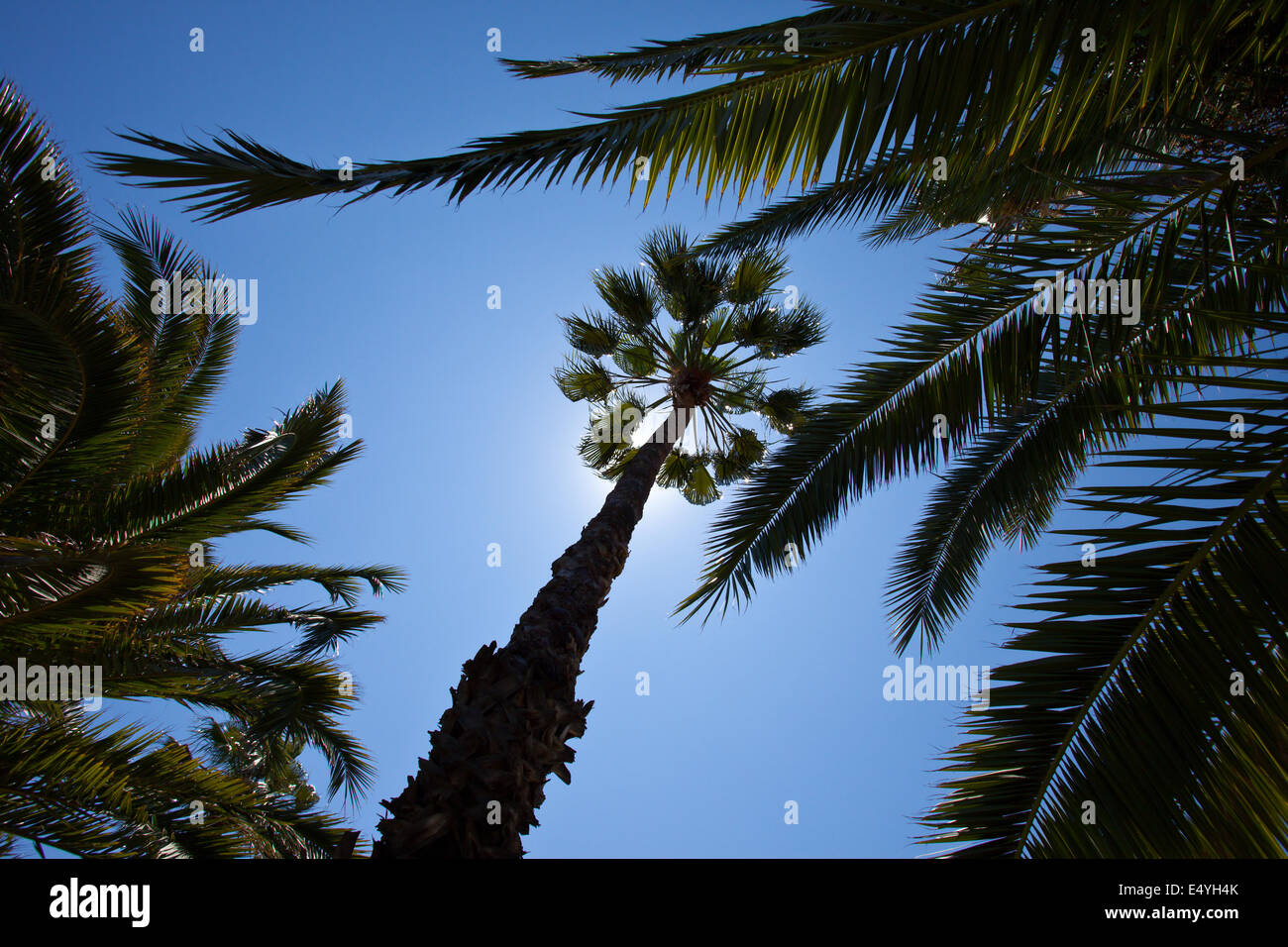 Tropical trees hi-res stock photography and images - Alamy