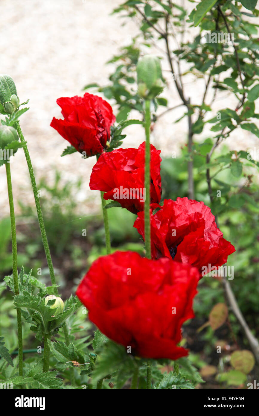 ‘Beauty of Livermere “ Stock Photo - Alamy