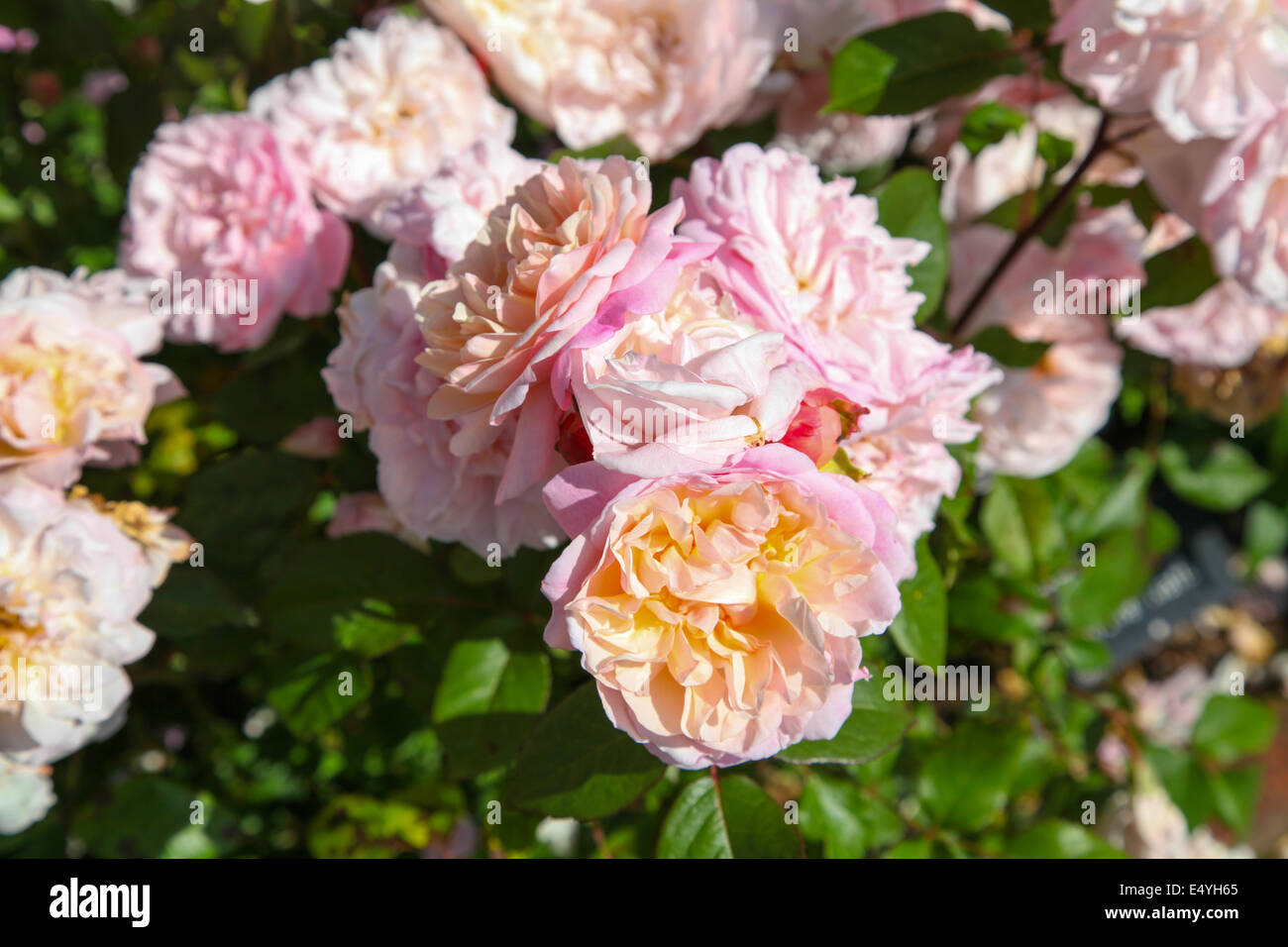 Rosa "Irene Watts Stock Photo - Alamy