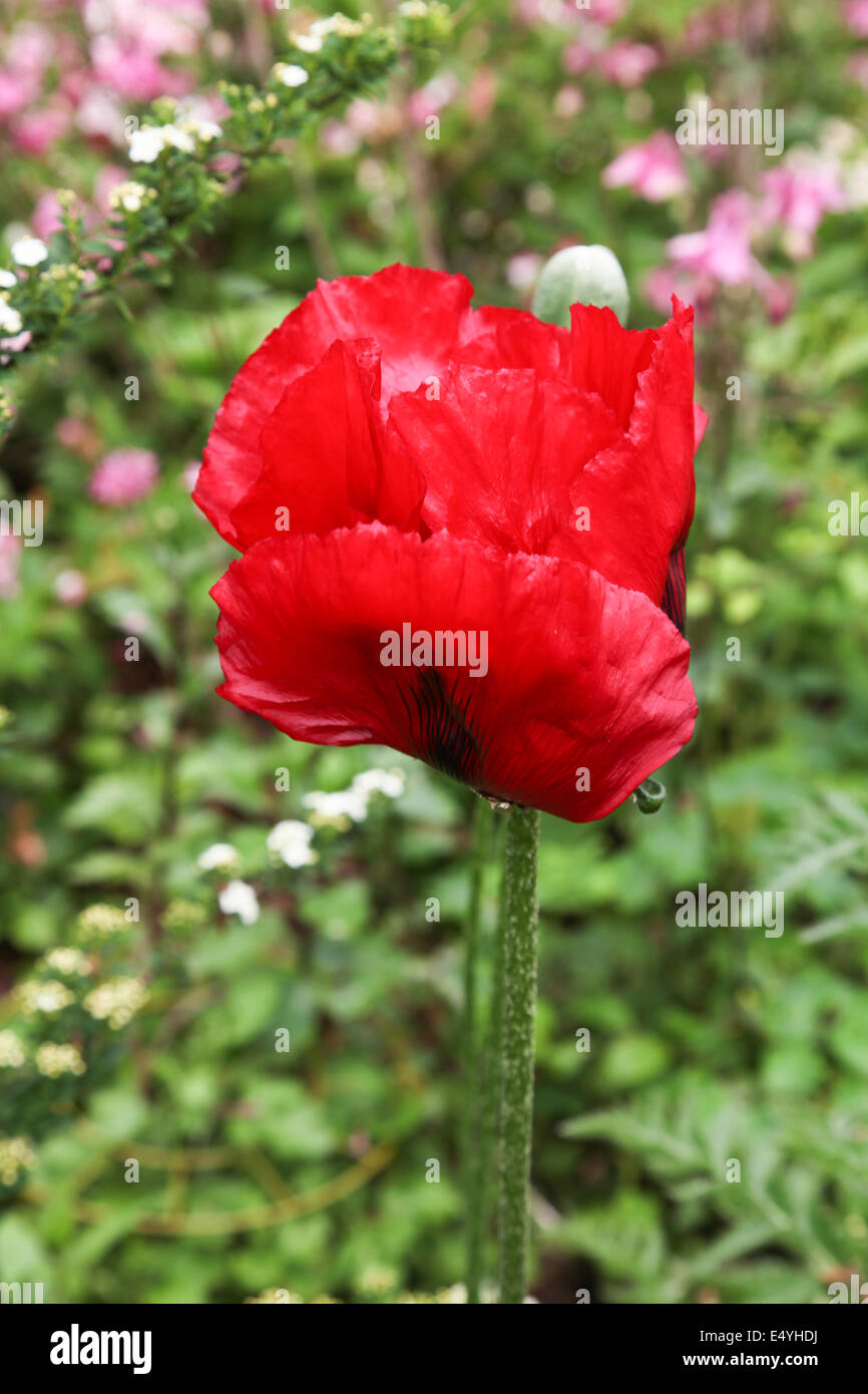 ‘Beauty of Livermere “ Stock Photo - Alamy