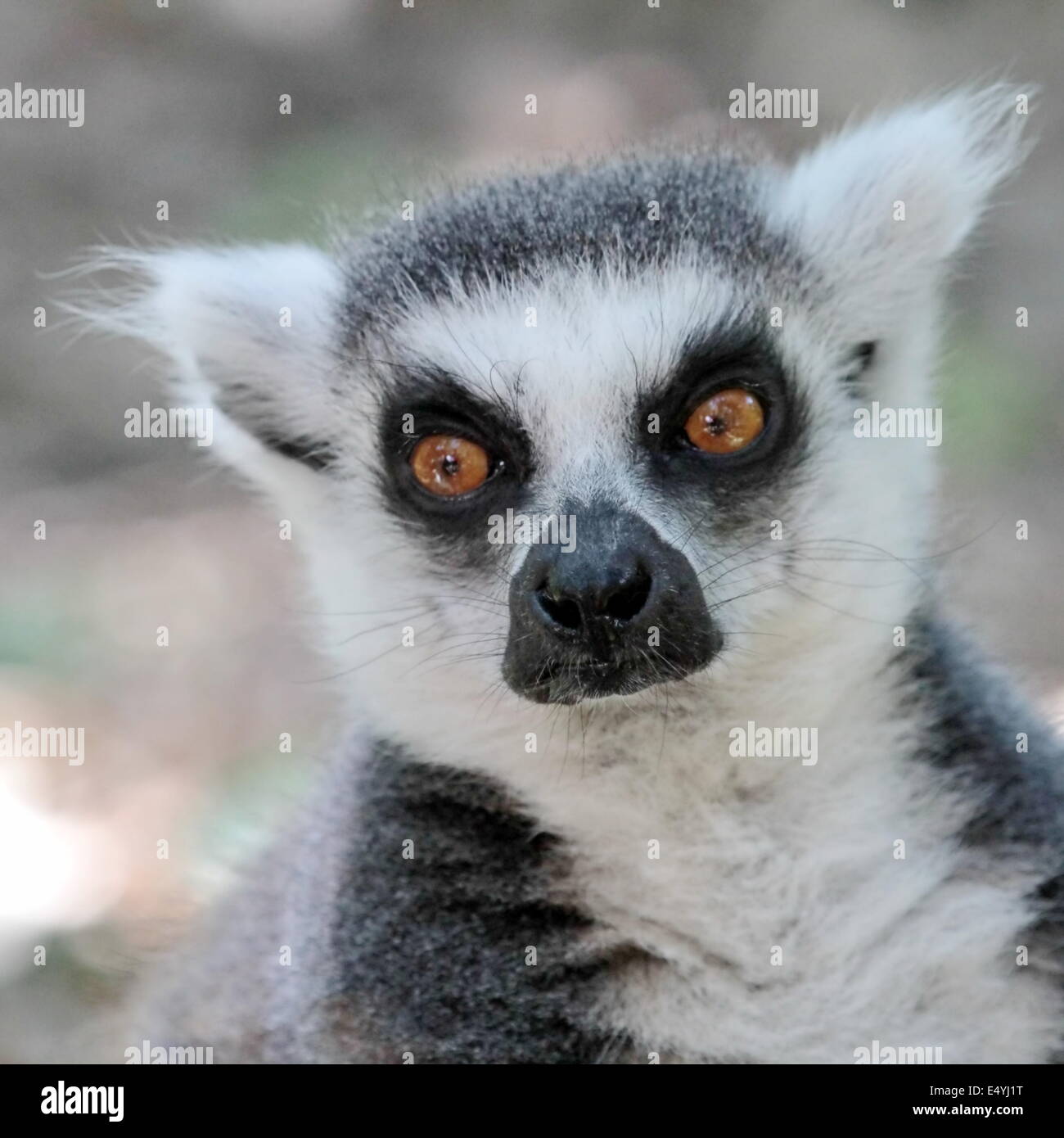 Green banded tailed hi-res stock photography and images - Alamy
