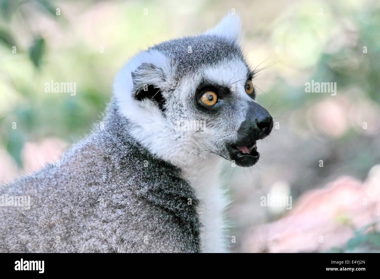 Lemur catta (maki) of Madagascar Stock Photo - Alamy