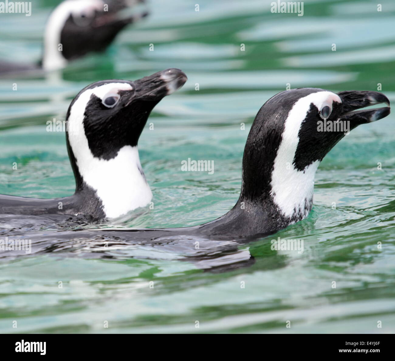 Penguins swimming hi-res stock photography and images - Alamy