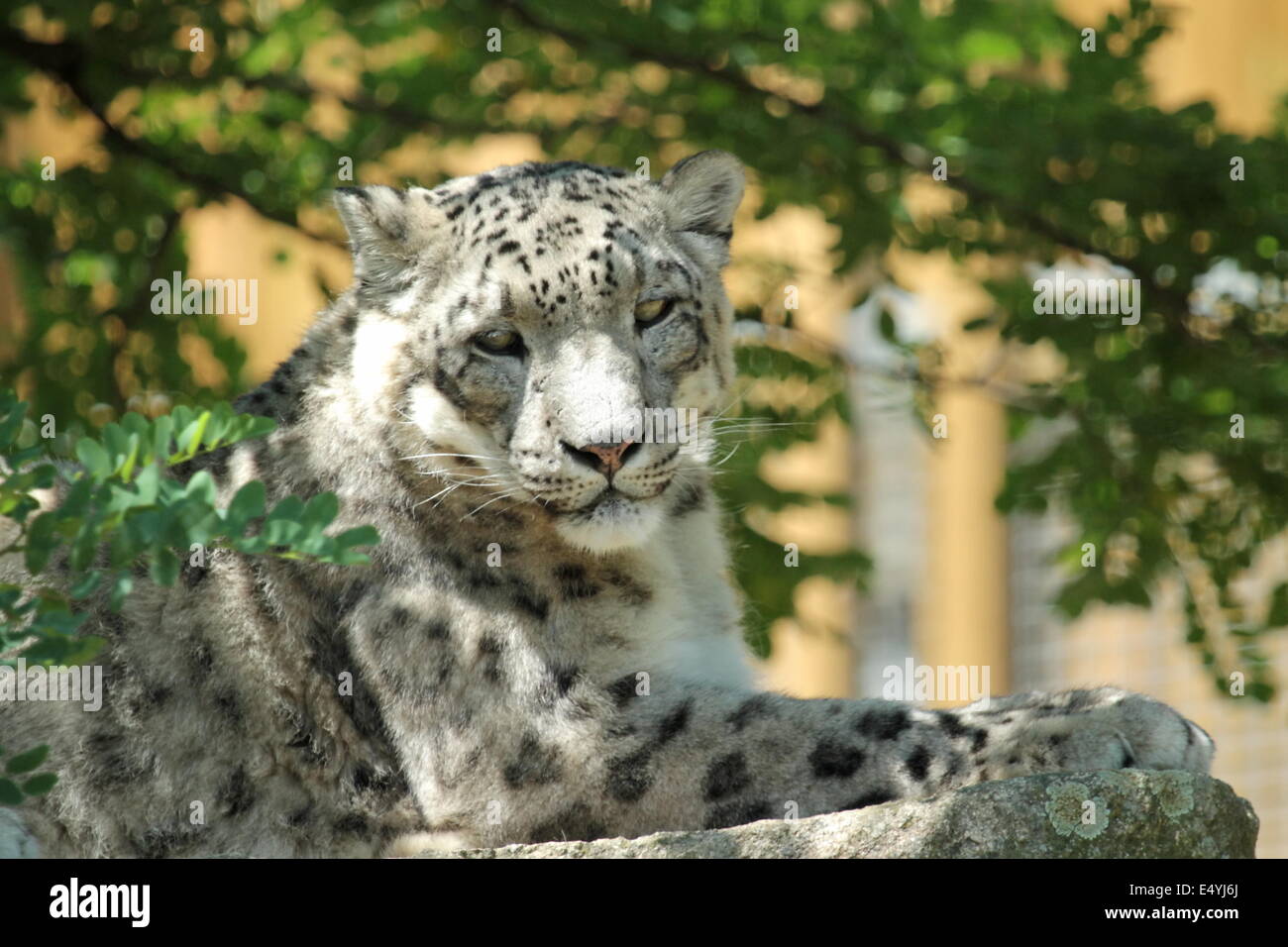 Snow leopard's resting Stock Photo - Alamy