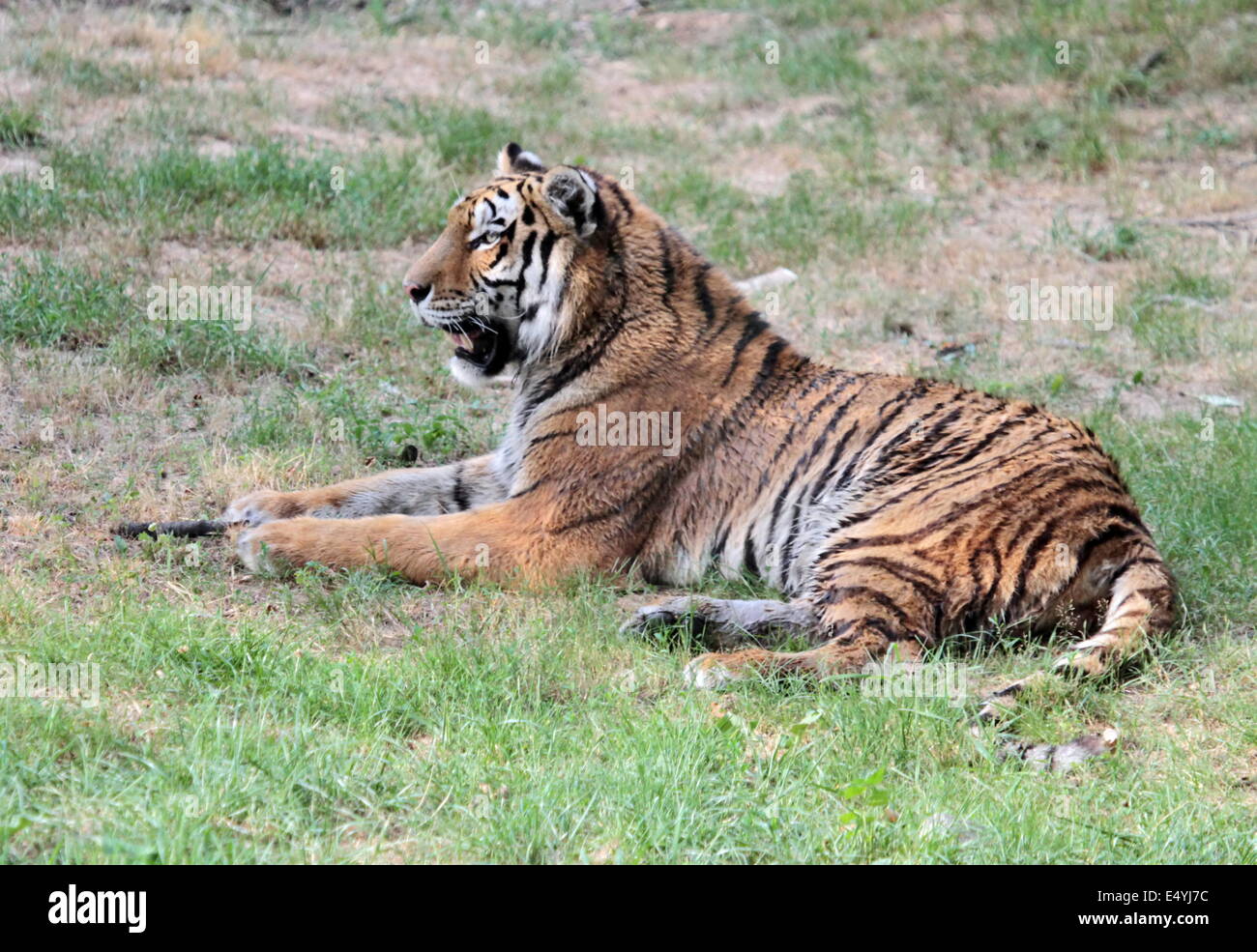 Tiger relaxing grass hi-res stock photography and images - Alamy