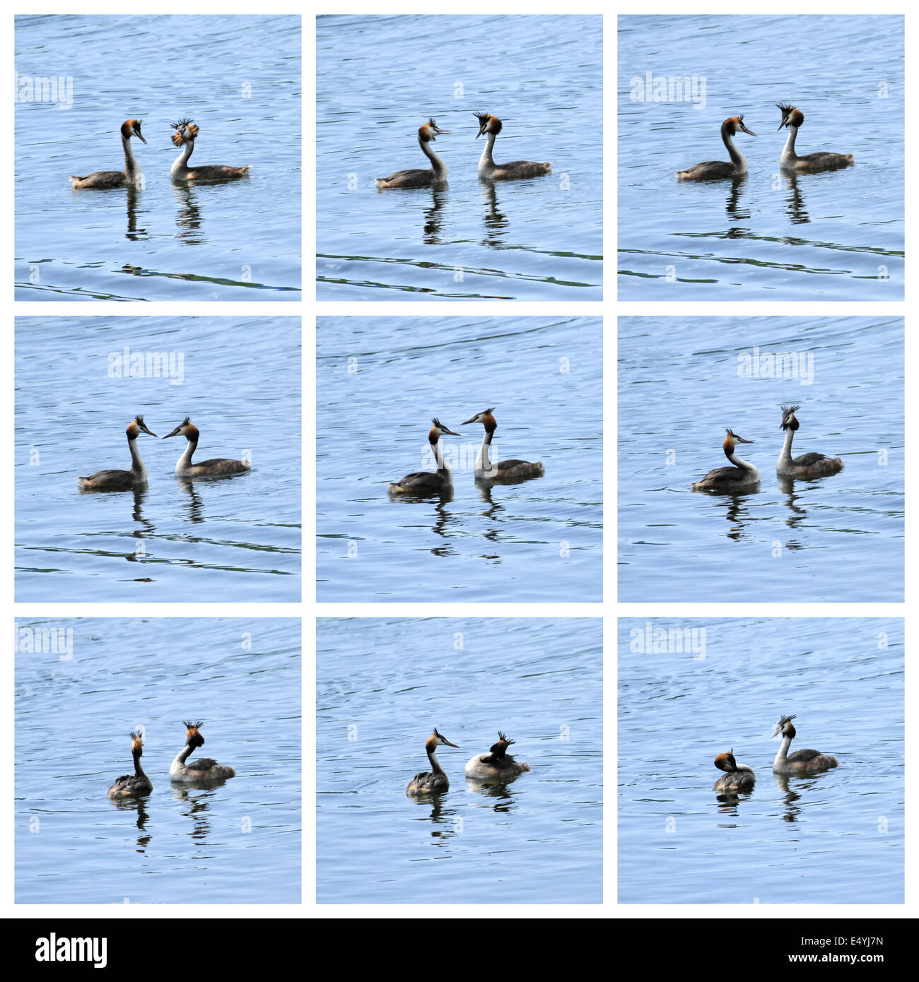 Great crested grebe ducks courtship Stock Photo - Alamy