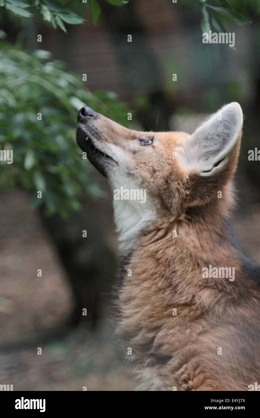 Maned wolf portrait Stock Photo - Alamy