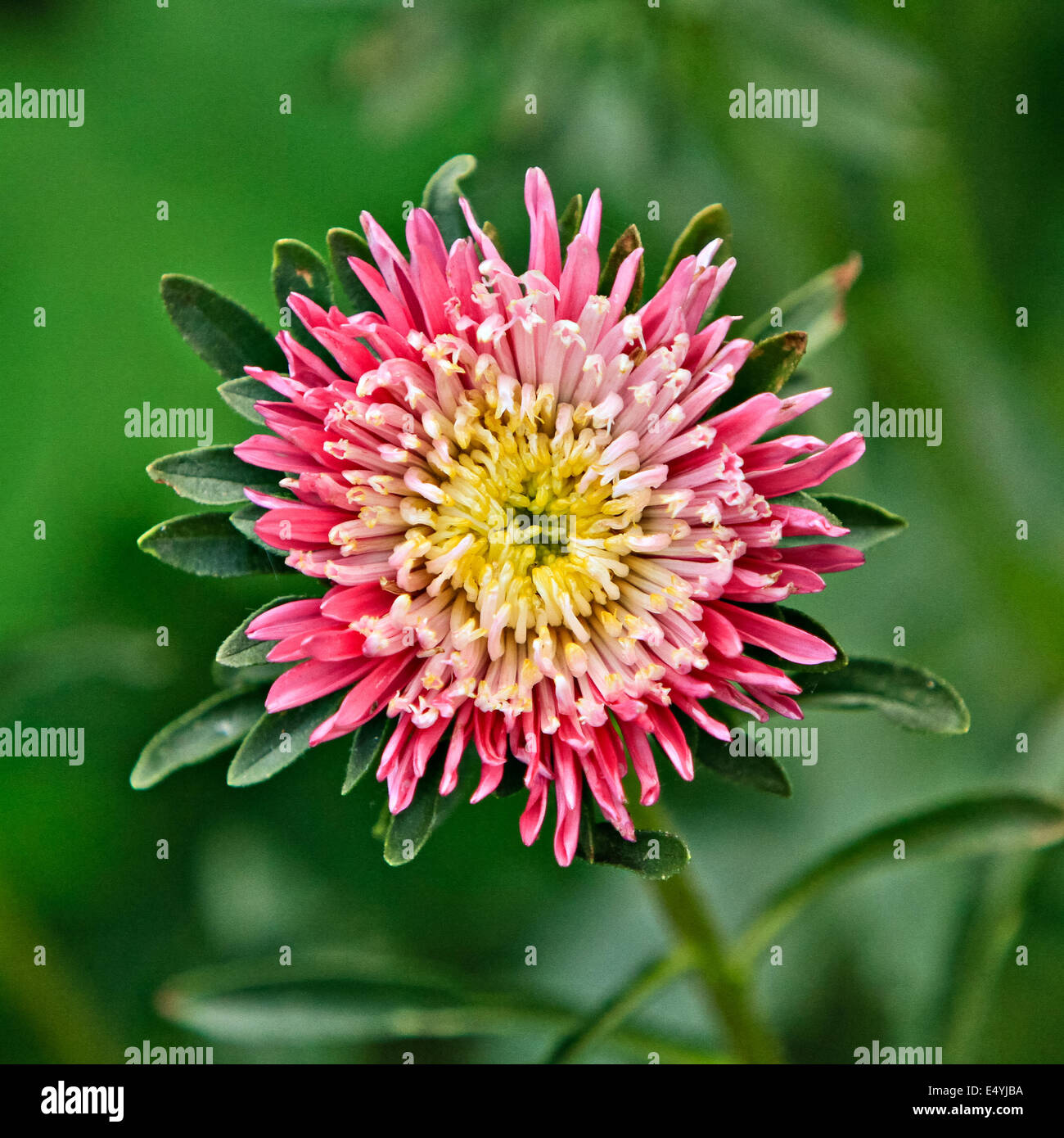 Chrysanthemum flower hi-res stock photography and images - Alamy