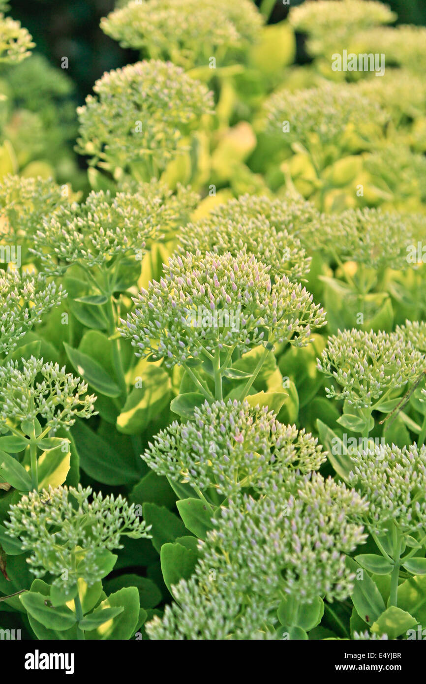 Showy sedum hi-res stock photography and images - Alamy