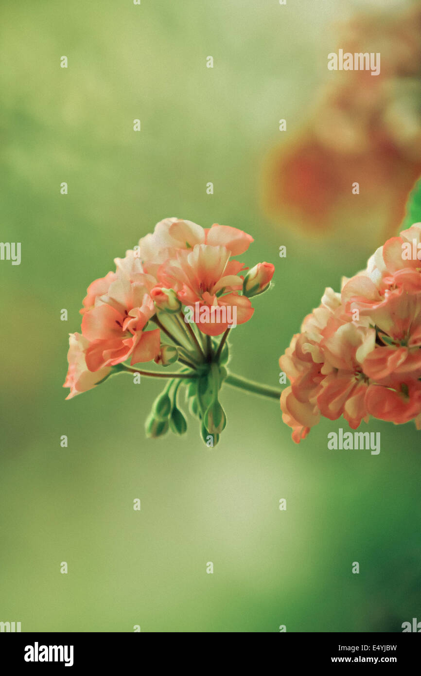 Geranium flowers close up hi-res stock photography and images - Alamy