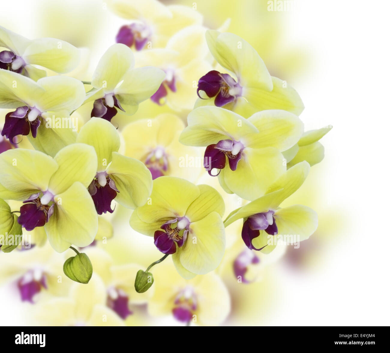 Types Of Yellow Orchids