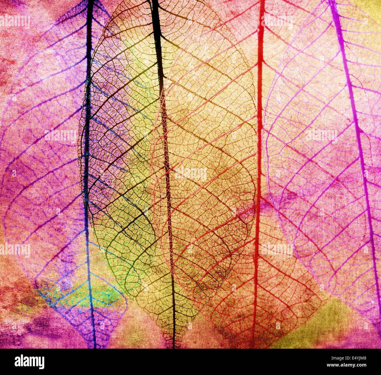 Colorful Skeleton Leaves,Close Up Stock Photo - Alamy