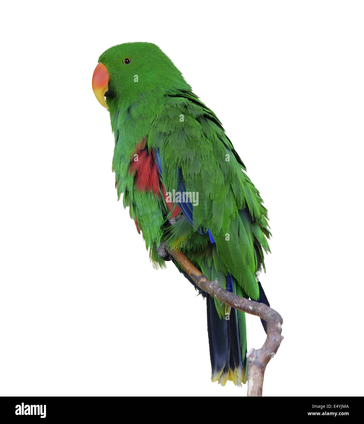 Green Eclectus Parrot Stock Photo - Alamy