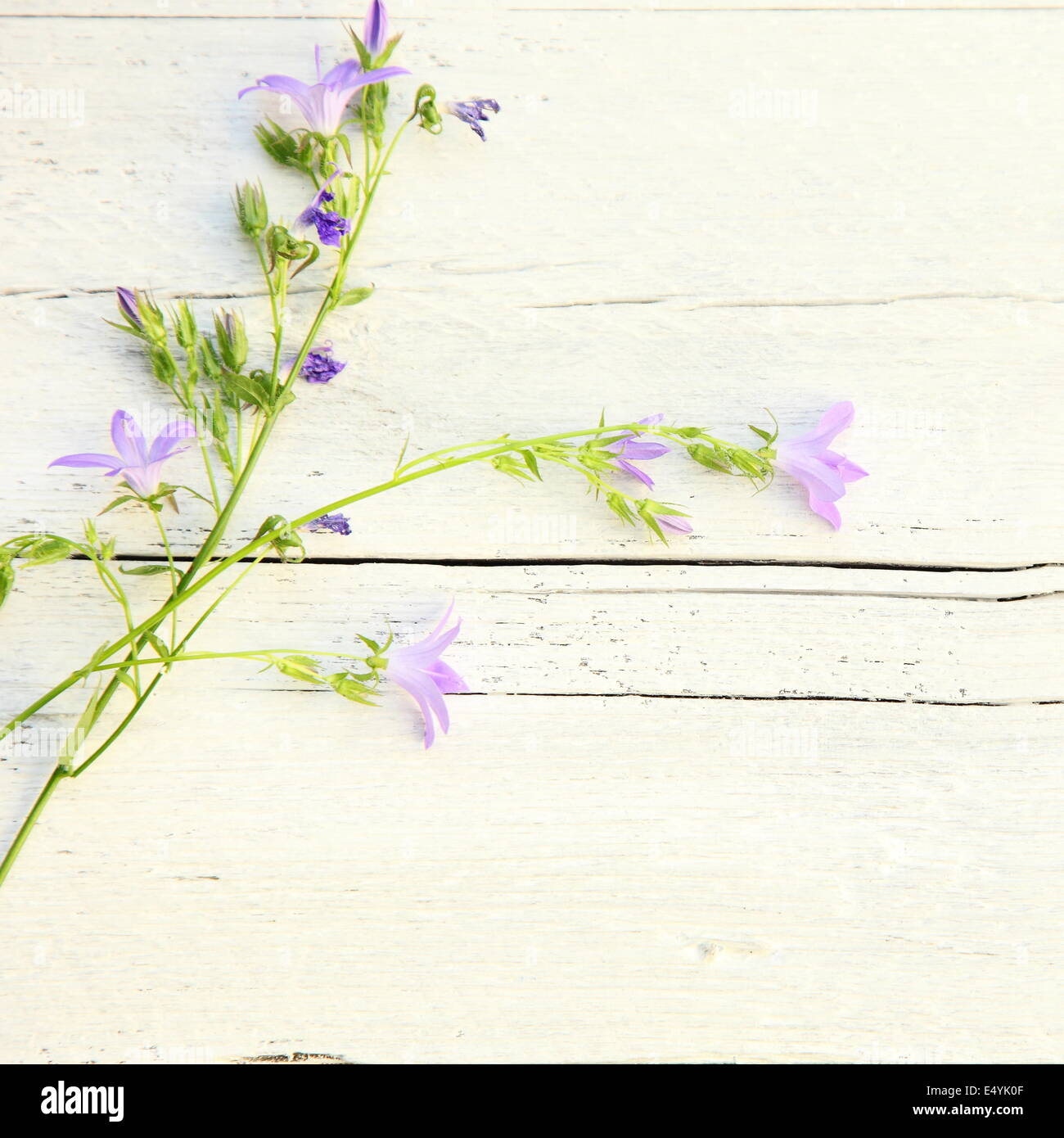 Floral delicate hi-res stock photography and images - Alamy