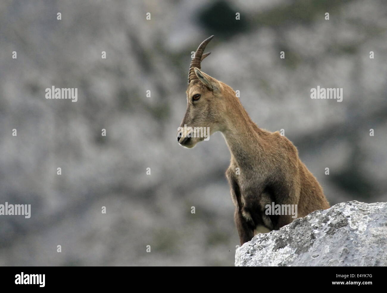 Wild alpine ibex - steinbock Stock Photo - Alamy