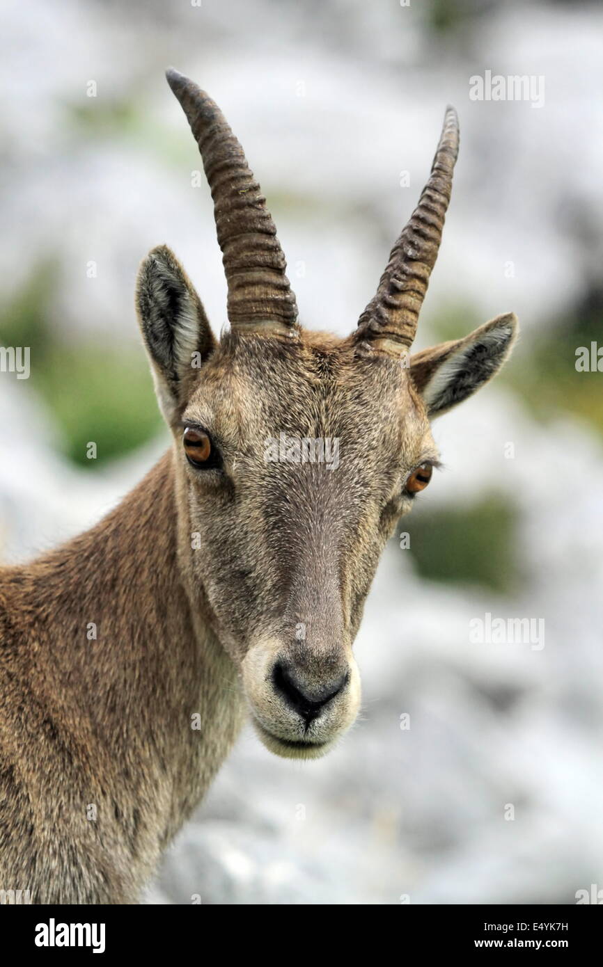 Steinbock portrait hi-res stock photography and images - Alamy
