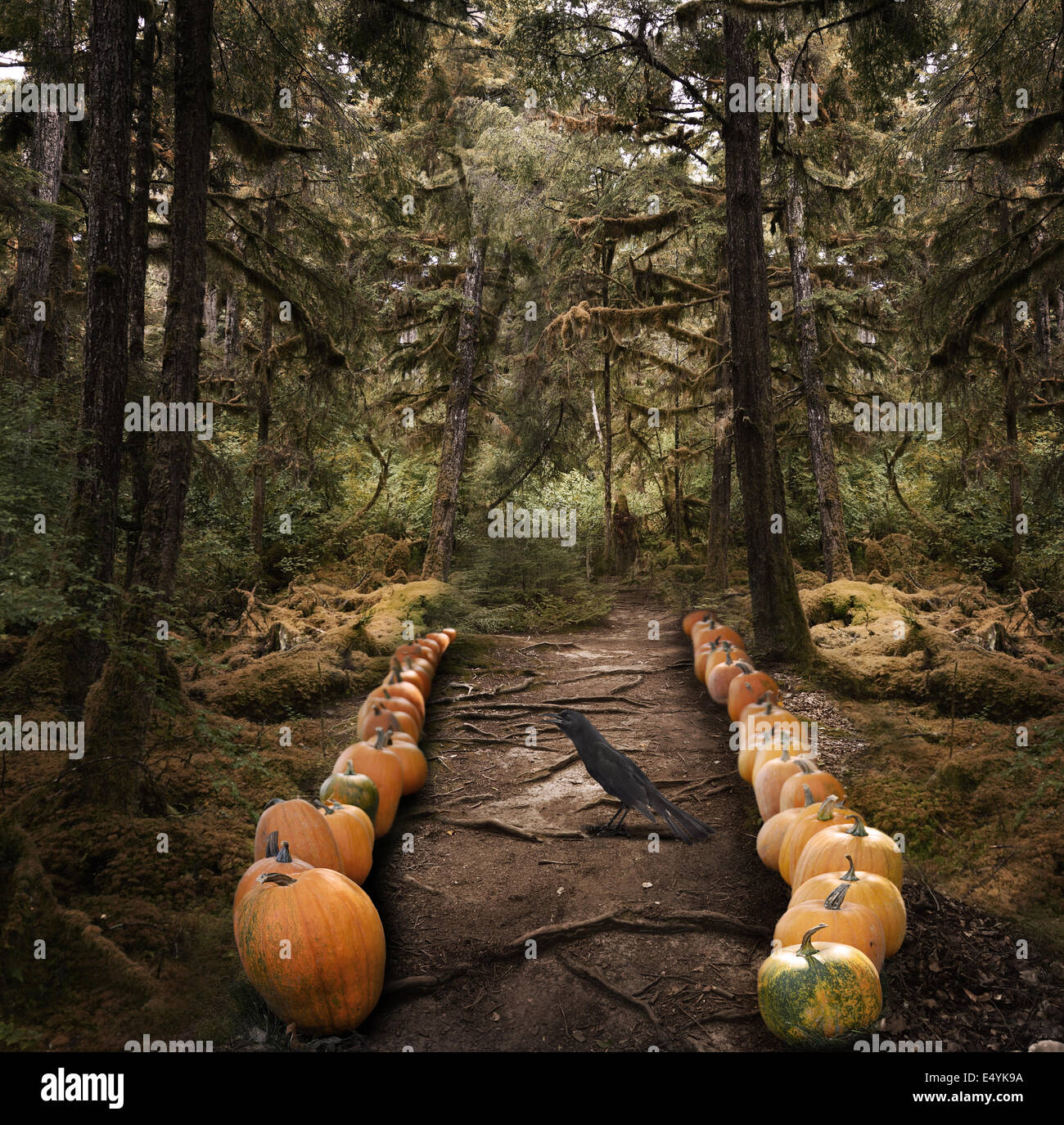 Spooky Trees And Pumpkins Stock Photo - Alamy