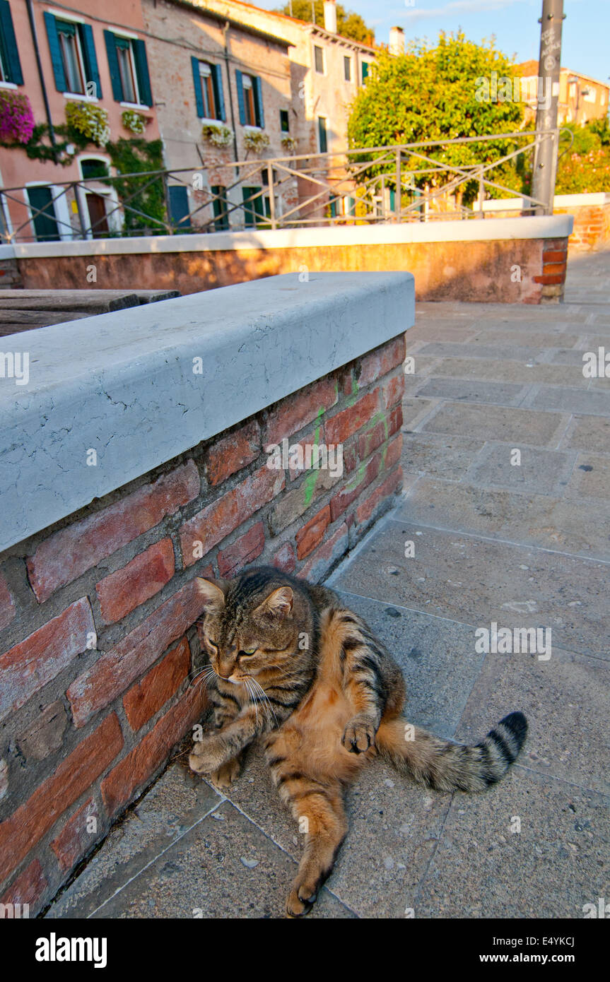 Venice Italy cat on the street Stock Photo - Alamy