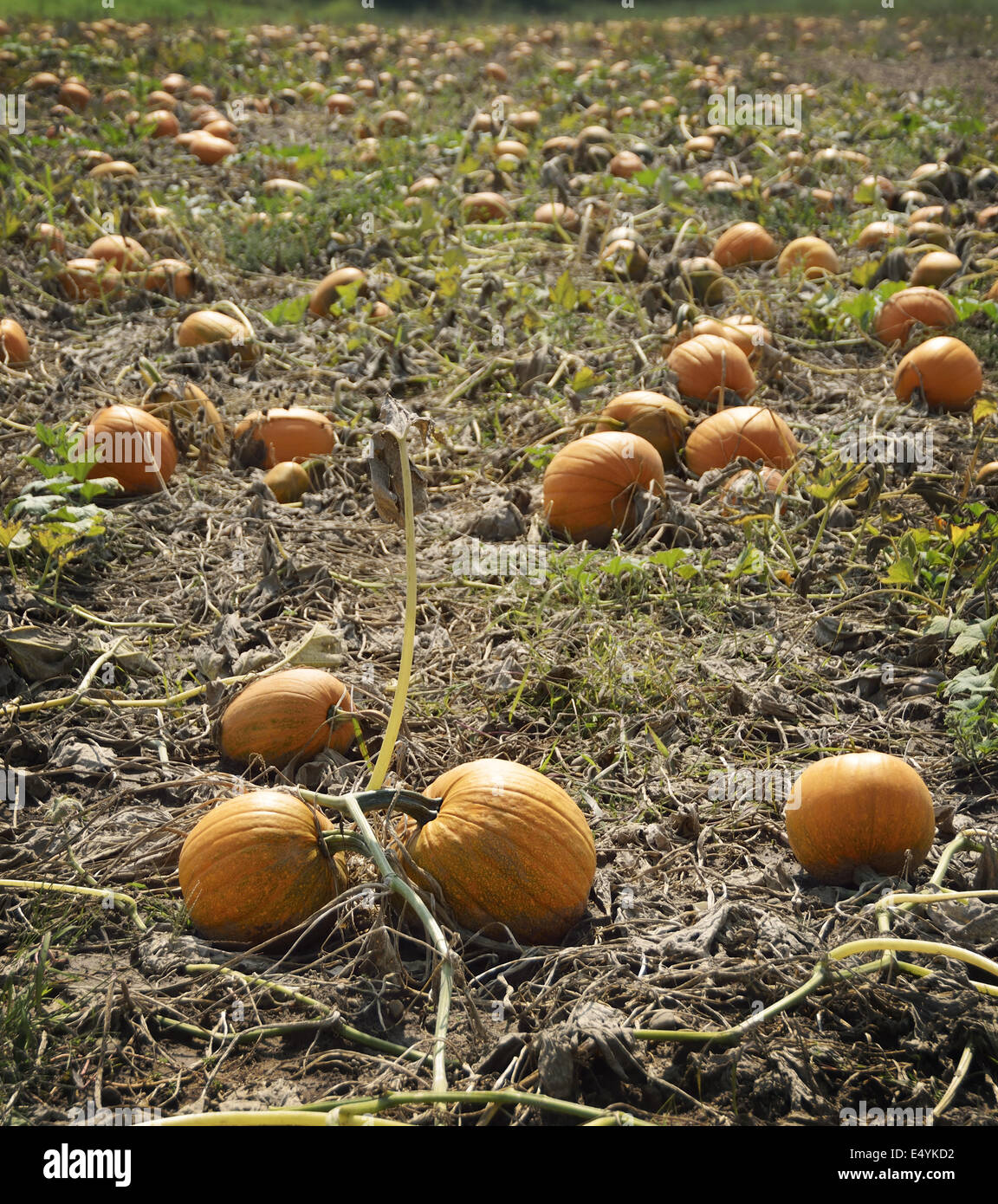 Autumn Pumpkin Patch Stock Photo - Alamy