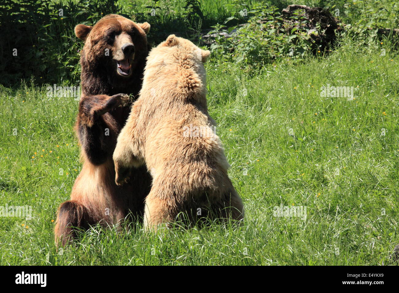 animal, wildlife, nature Stock Photo - Alamy