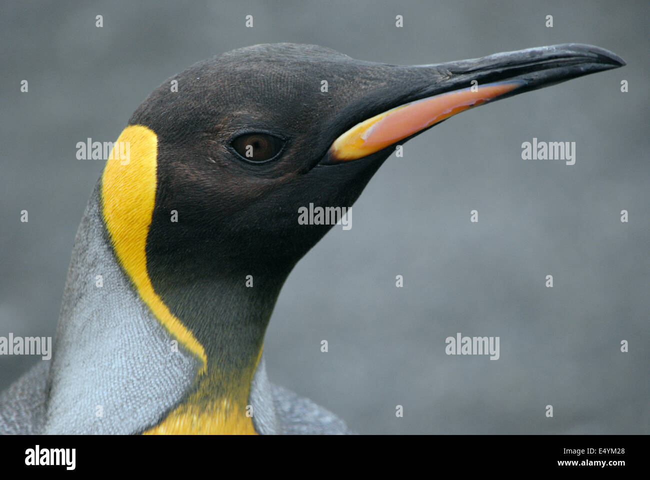 King Penguin, South Georgia Stock Photo - Alamy