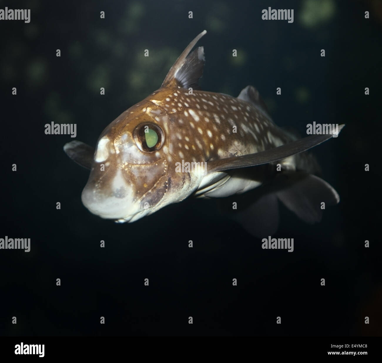 Spotted Ratfish Facts