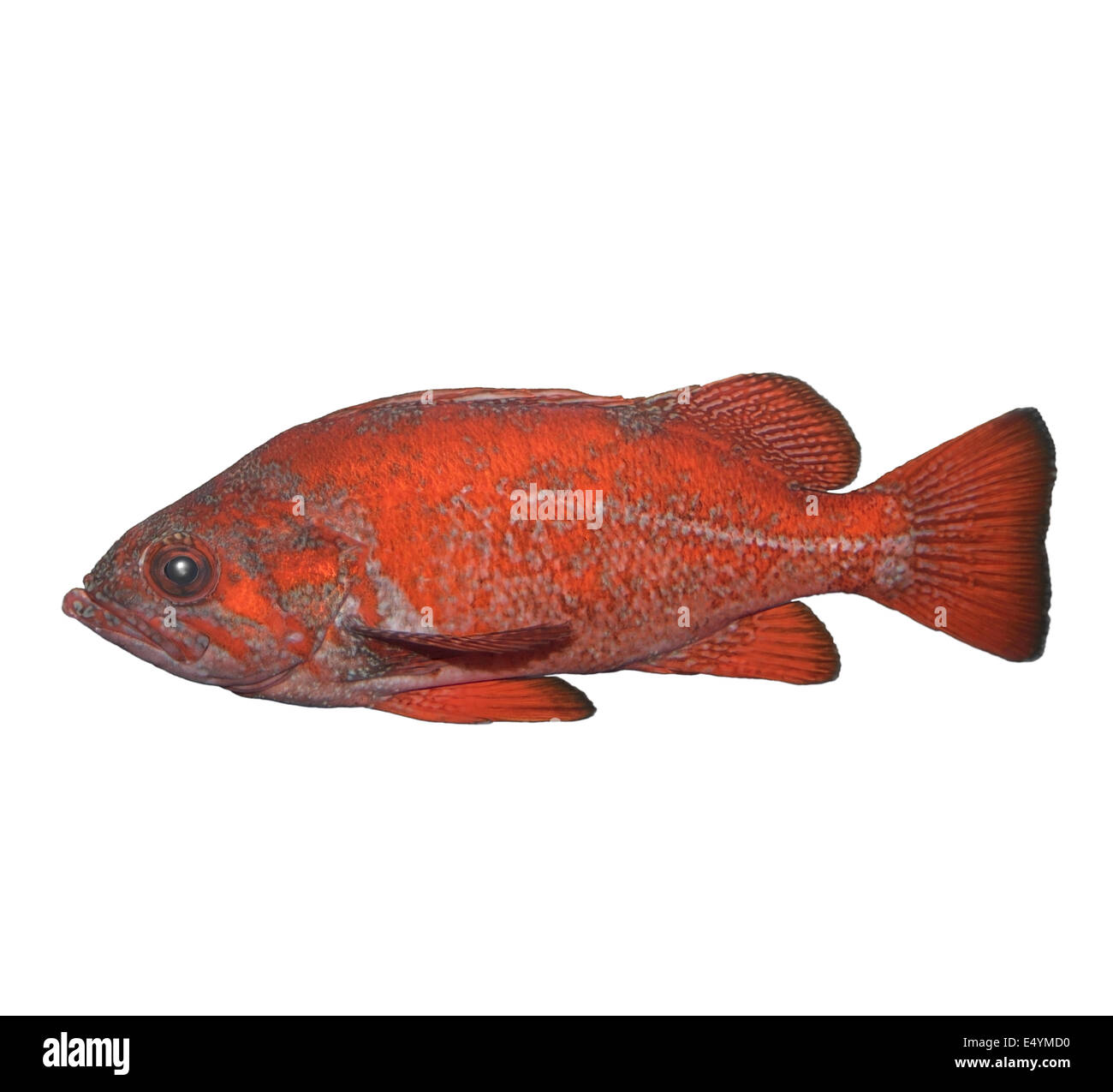 Rockfish hi-res stock photography and images - Alamy
