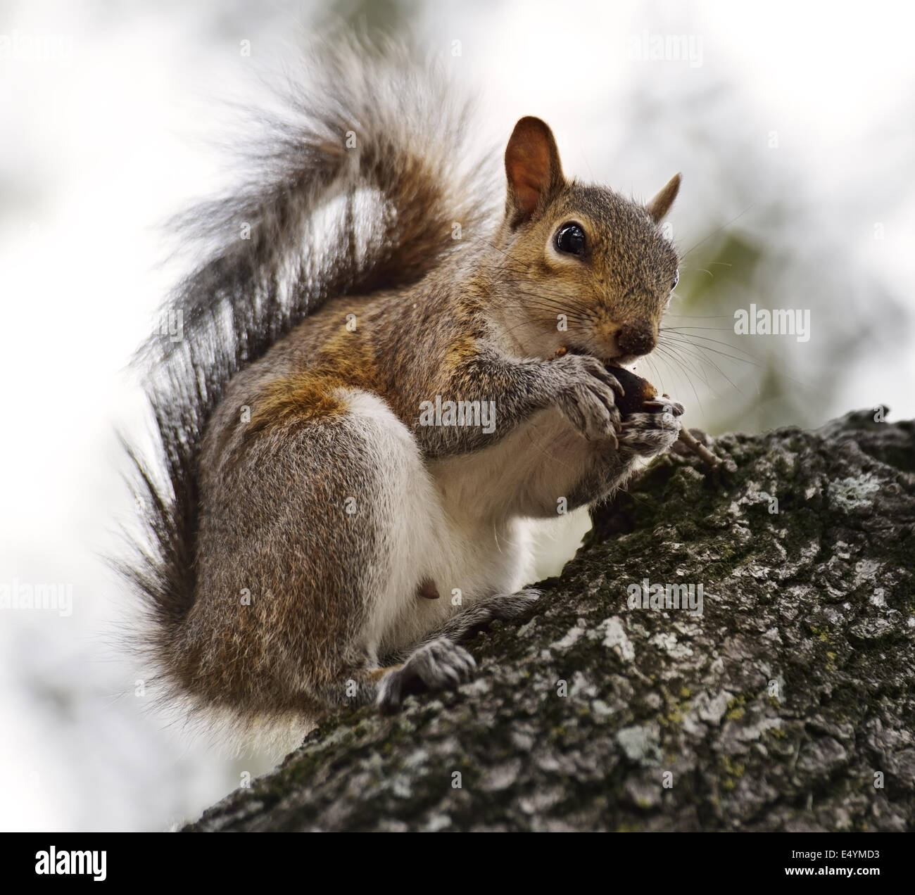 American Grey Squirrel Stock Photo - Alamy