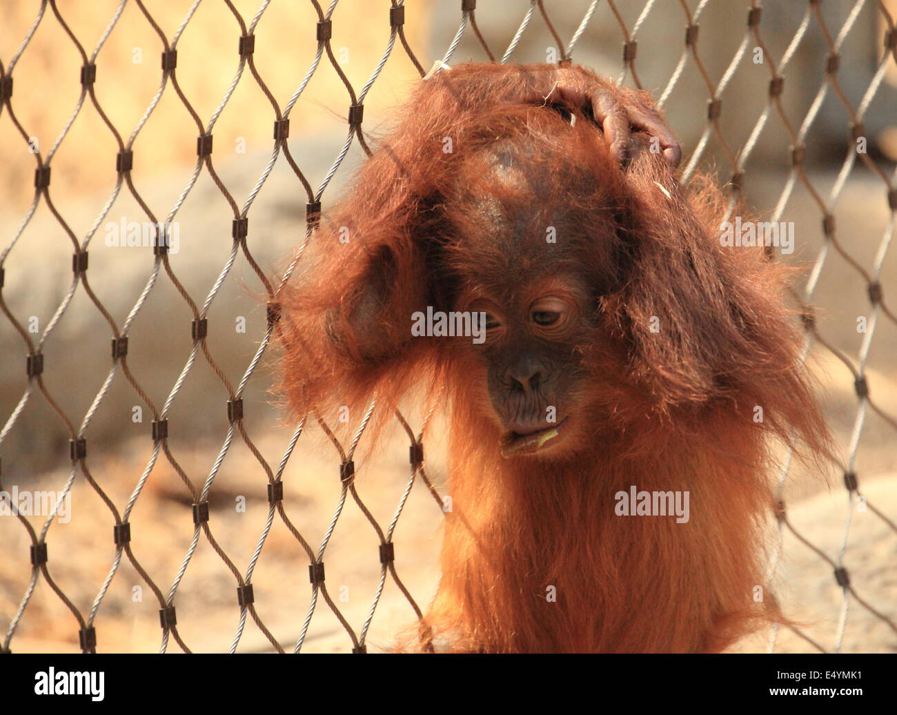 Animal wildlife hi-res stock photography and images - Alamy