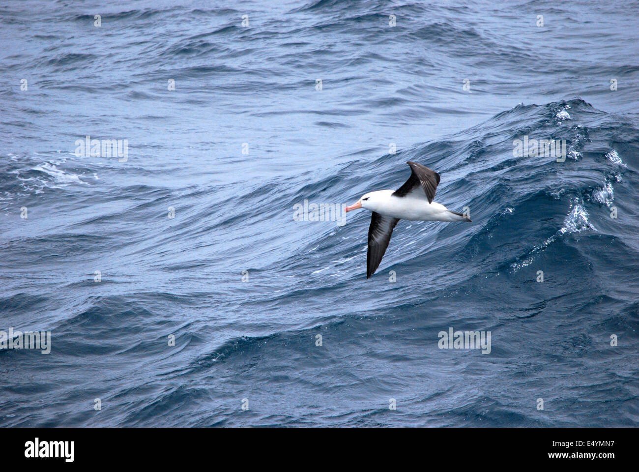Albatross on Southern Atlantic Stock Photo - Alamy