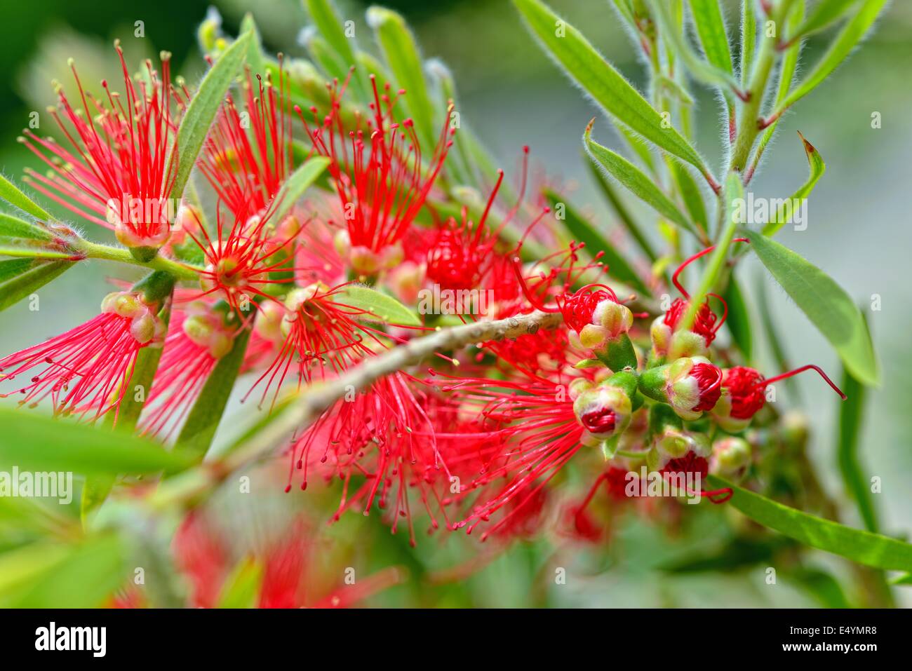 Exotic red flower hi-res stock photography and images - Alamy