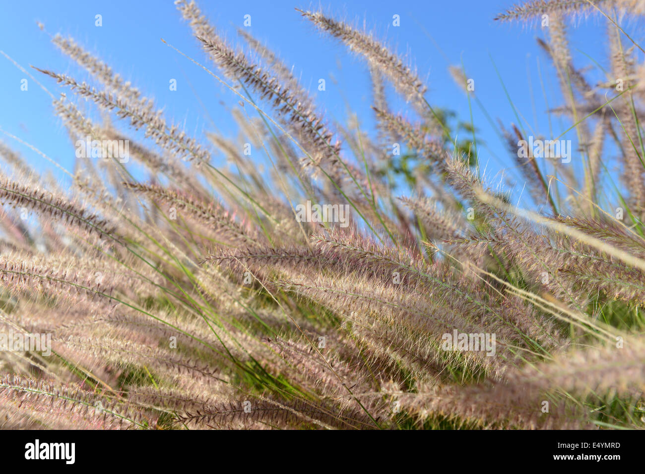 Fluffy grass on the meadow Stock Photo - Alamy