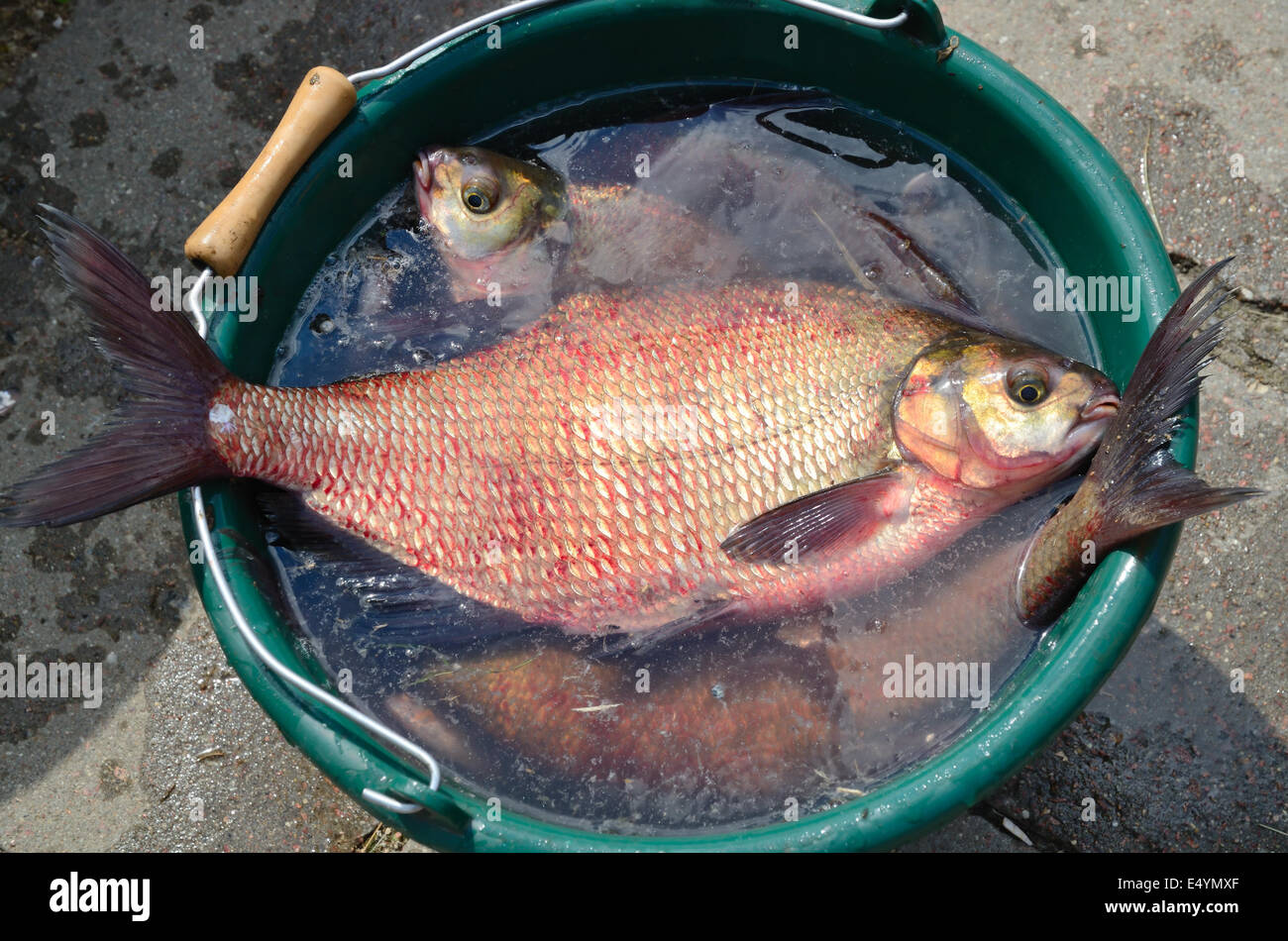 Freshwater breams hi-res stock photography and images - Alamy
