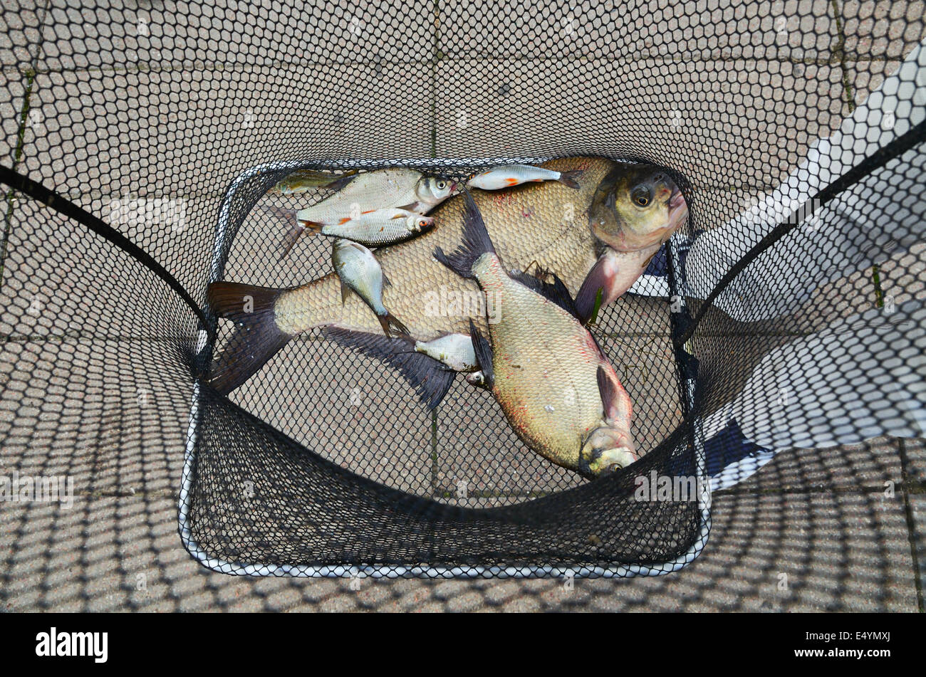 Freshwater breams hi-res stock photography and images - Alamy