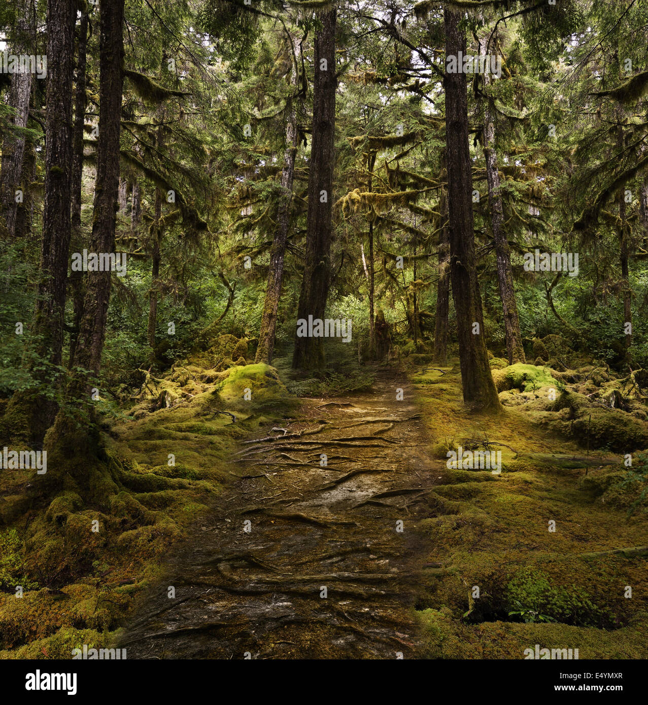 Colorful Rain Forest Stock Photo - Alamy