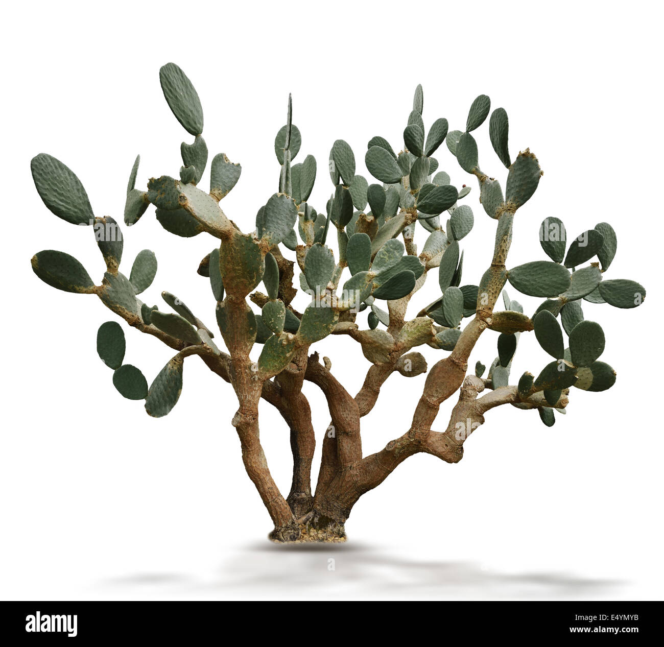 Indian fig tree hi-res stock photography and images - Alamy