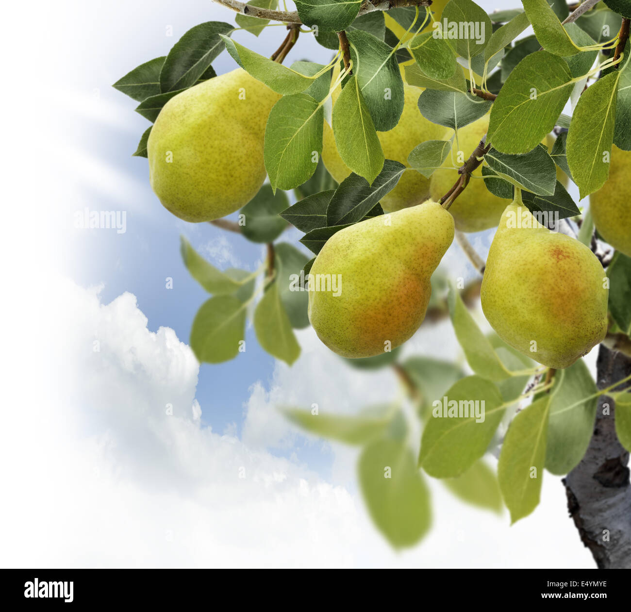 Pear tree fruits dessert hi-res stock photography and images - Alamy