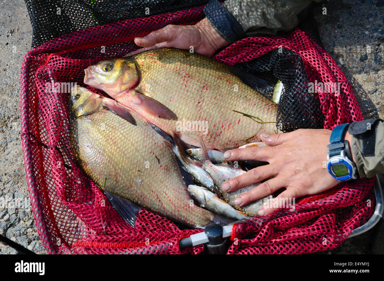 Fisherman with fish Stock Photo - Alamy