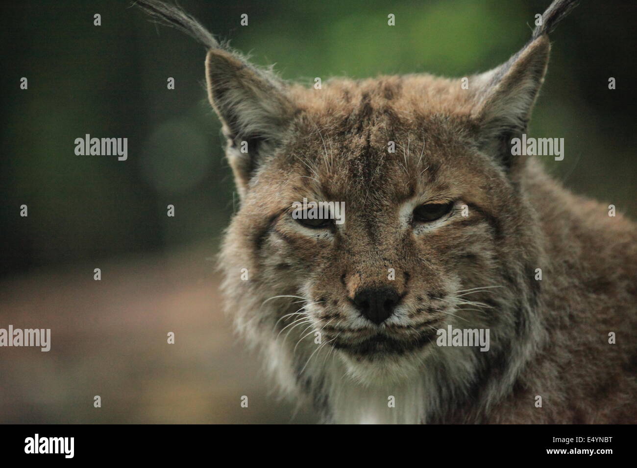 animal, wildlife, nature Stock Photo - Alamy