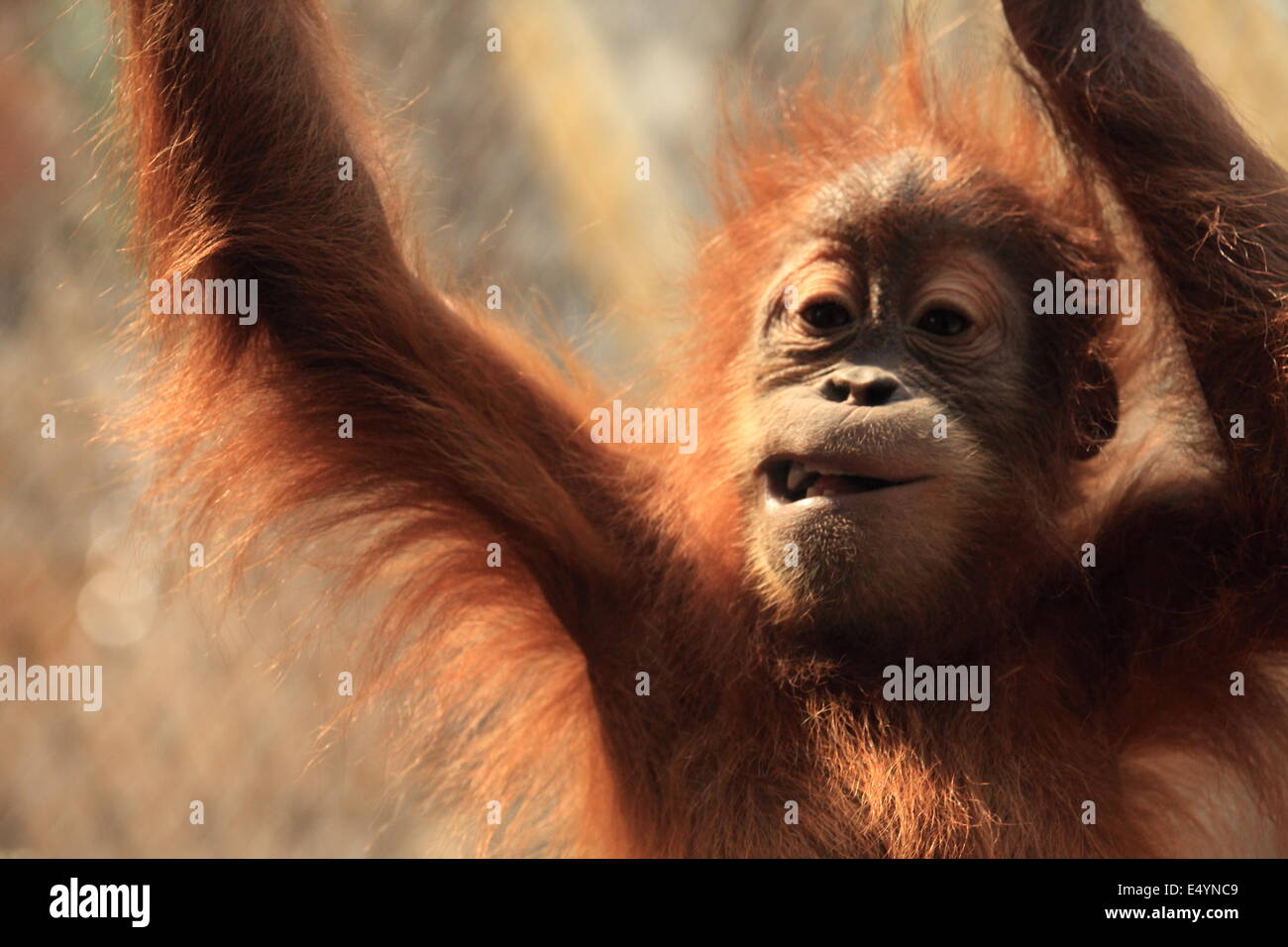 animal, wildlife, nature Stock Photo - Alamy