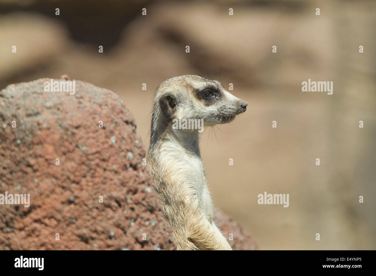 Side profile of meerkat Stock Photo - Alamy