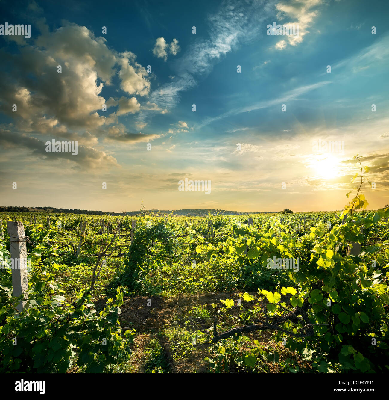 Grape field hi-res stock photography and images - Alamy