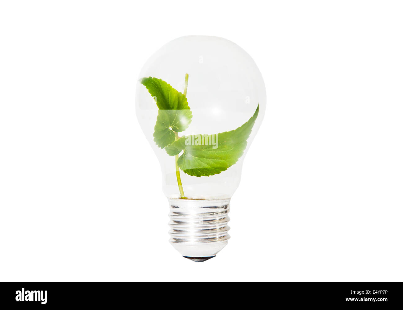 Bulb lamp with leaf hi-res stock photography and images - Alamy