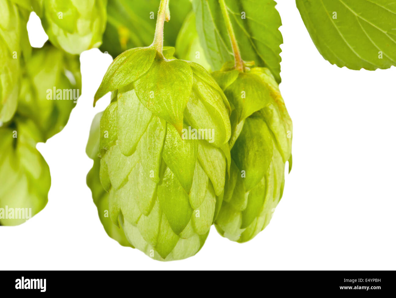 Fresh hop cone hi-res stock photography and images - Alamy