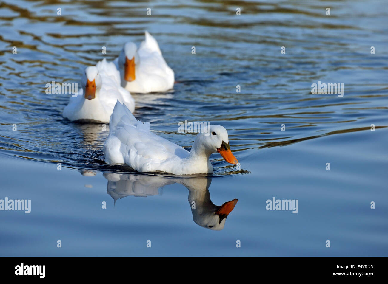 Ducks in Athens, Greece Stock Photo - Alamy