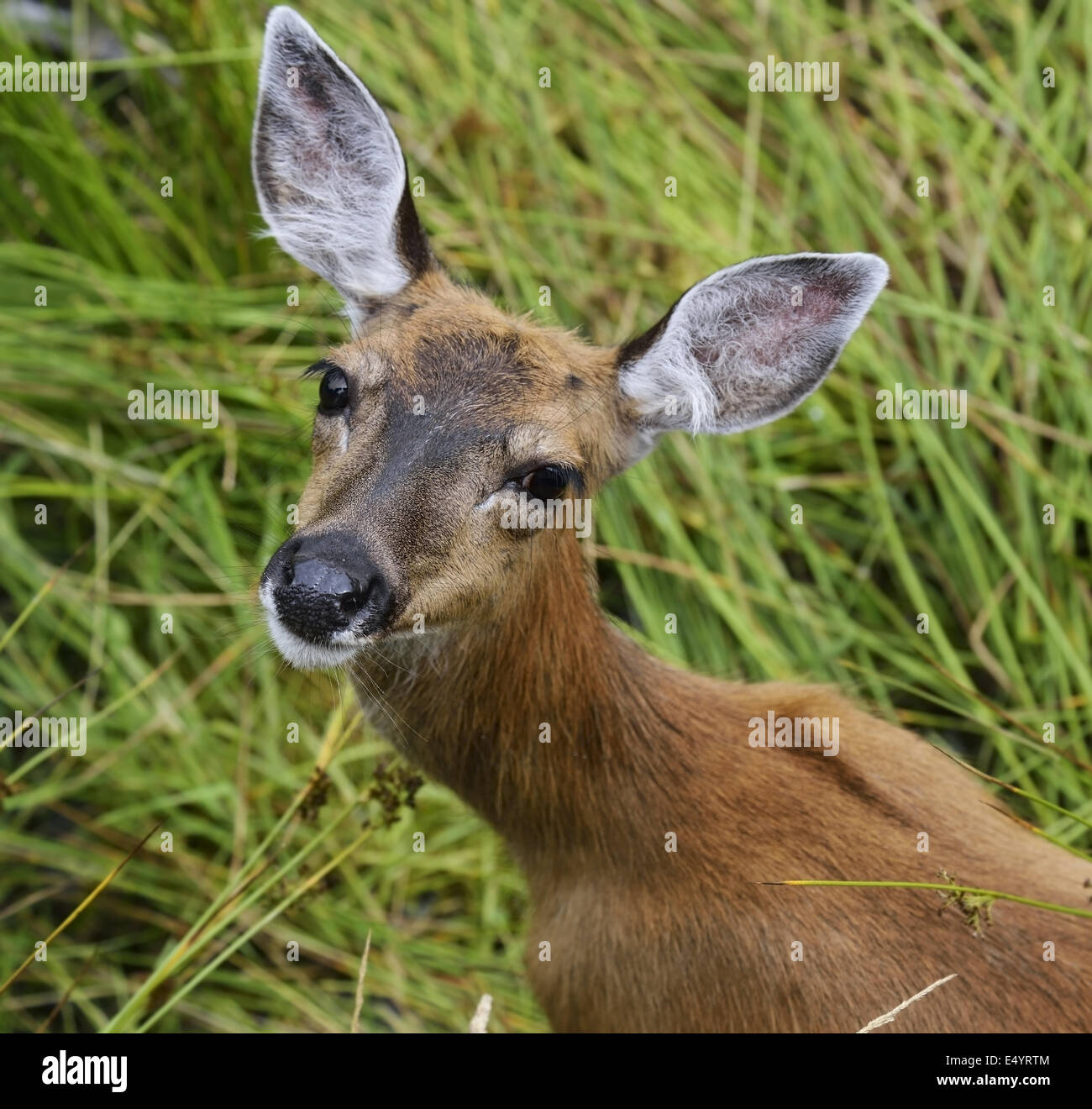 Female deer portrait on hi-res stock photography and images - Alamy
