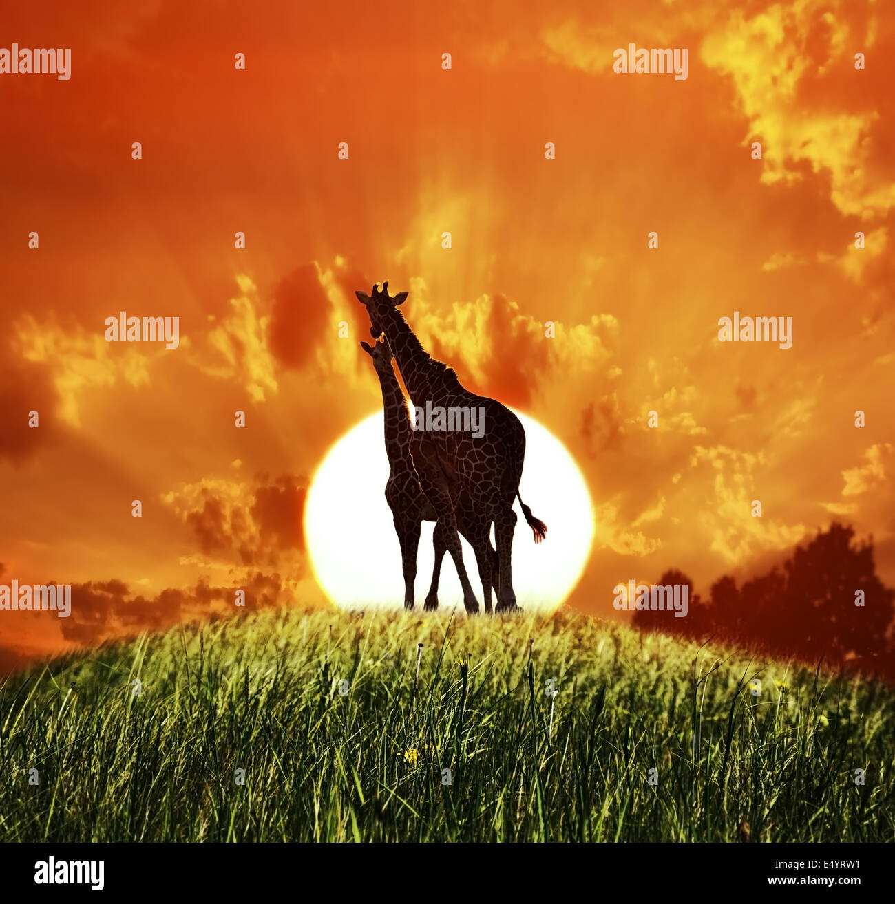 Giraffes At Sunset Stock Photo - Alamy