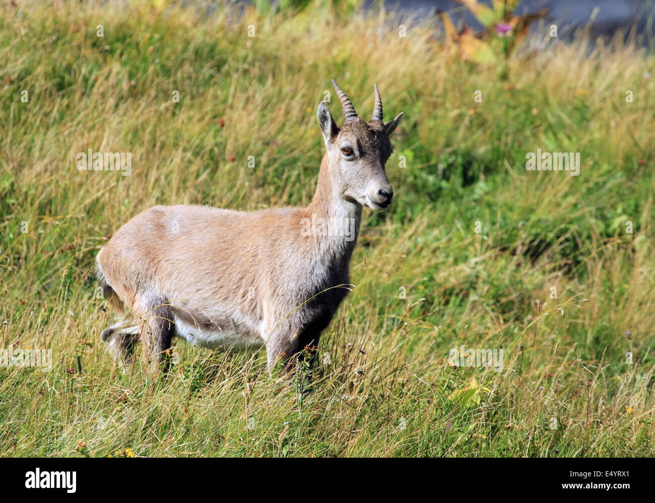 Steinbock female hi-res stock photography and images - Alamy