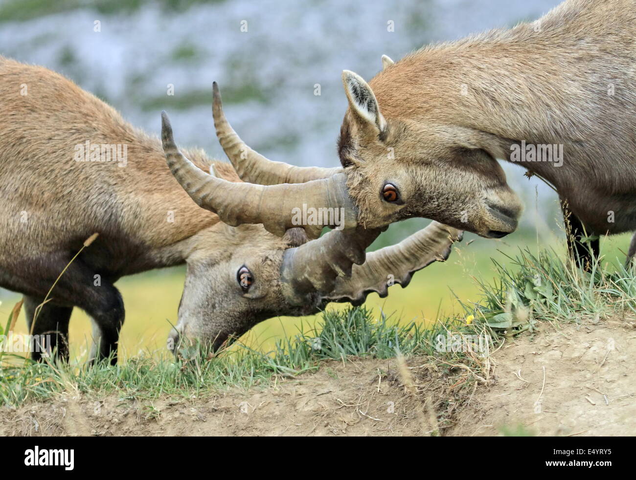 Wild alpine ibex - steinbock fight Stock Photo - Alamy