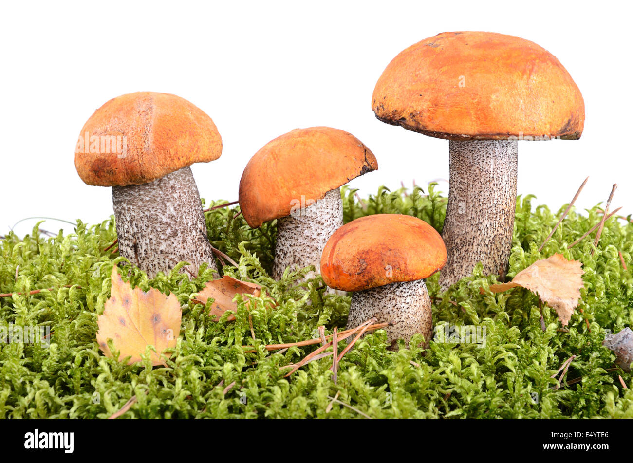 Orange yellow cap hi-res stock photography and images - Alamy